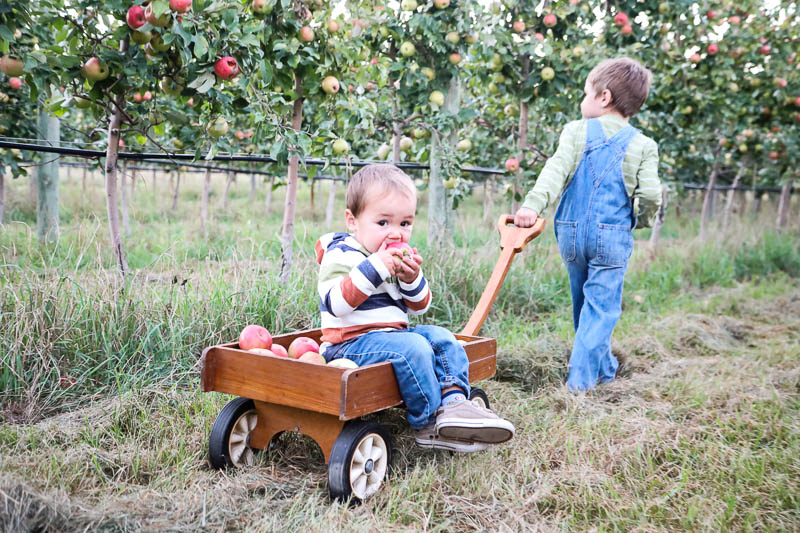 About Us | Ellis Family Farms