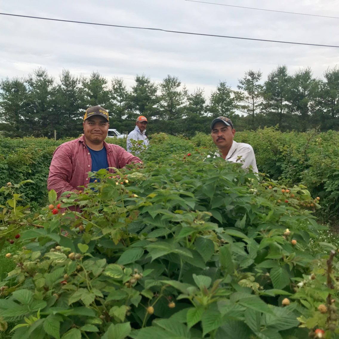 About Us | Ellis Family Farms